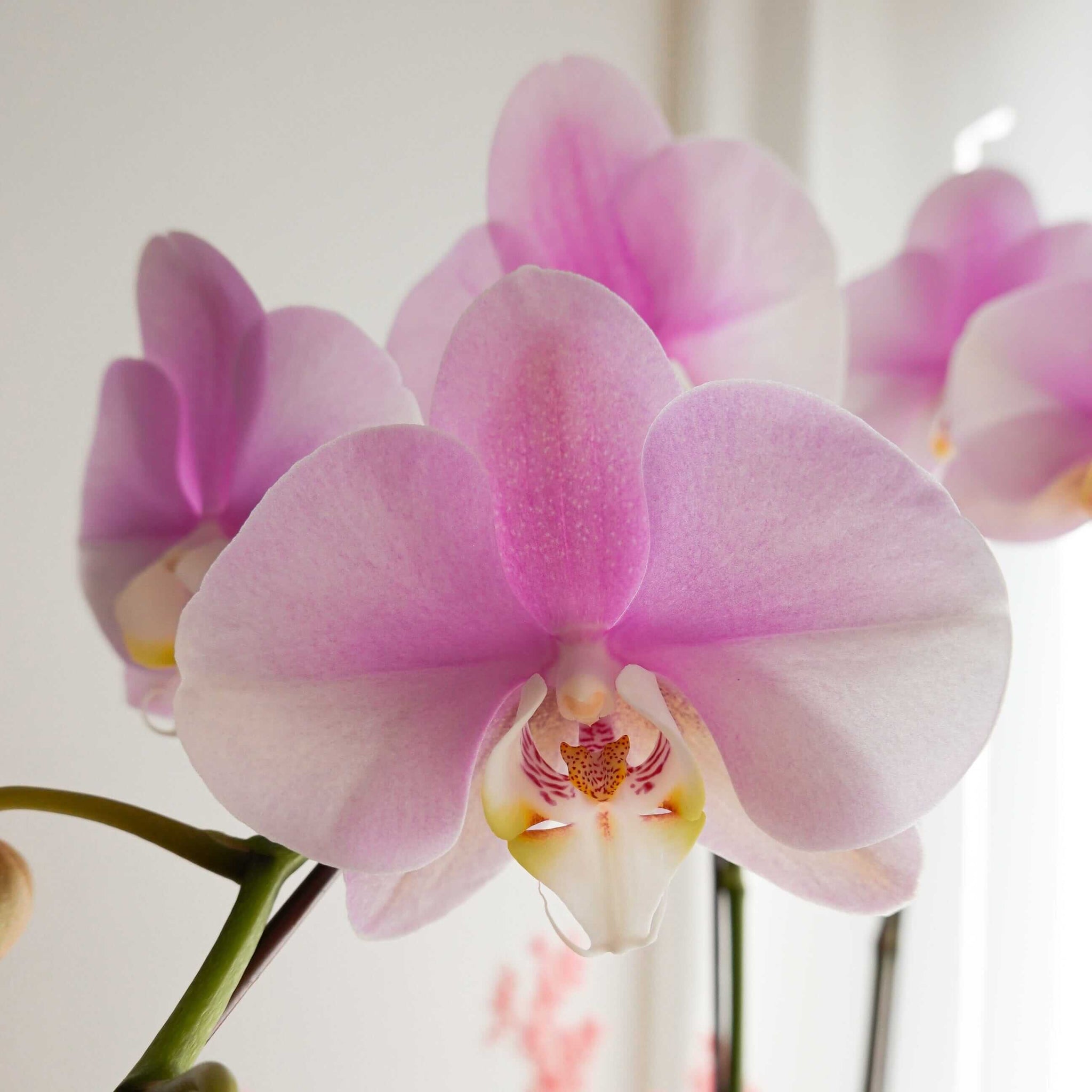 Hong Kong Orchids | Buy Orchids Online, Order Orchids | Let Hope Bloom ...