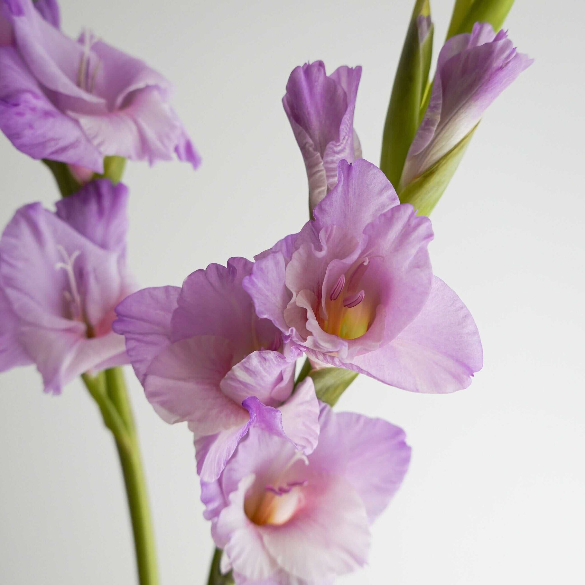 【2025觀塘年宵花市】粉紫色劍蘭｜新春賀年花｜香港網上訂花｜Let Hope Bloom Florist｜免費送貨